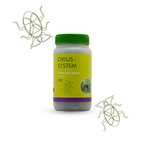 سن شکارگر اوریوس orius spp | بررسی قیمت و مشخصات | دیارکشت